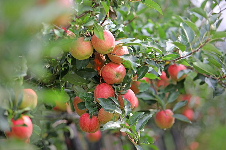 Geschichte und Geschichten rund um den Apfel - Wissenswertes aus der ...